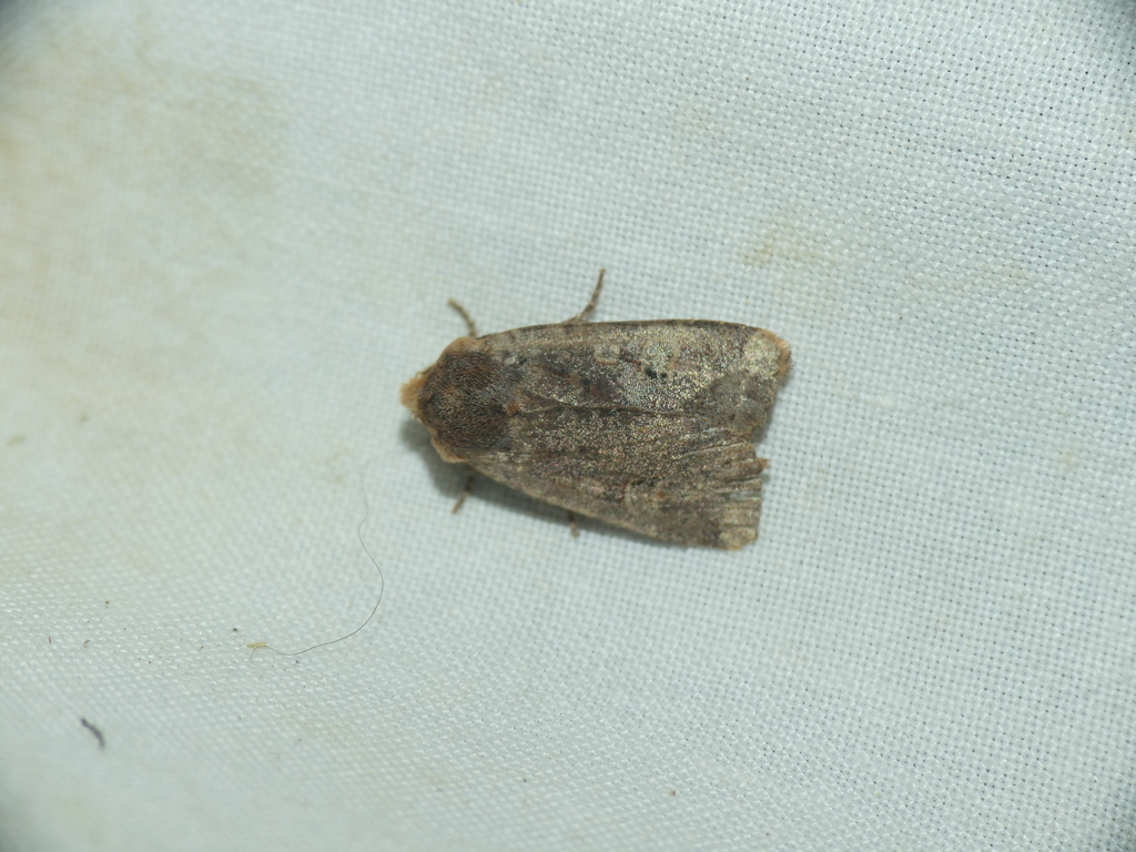 Red-headed Chestnut from 19390 Beaumont, France on April 9, 2025 at 10: ...