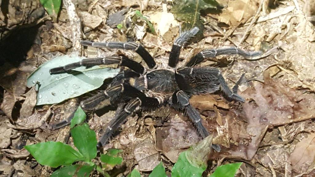 Costa Rican Striped-knee Tarantula from Palo Verde, Bagaces, Guanacaste ...