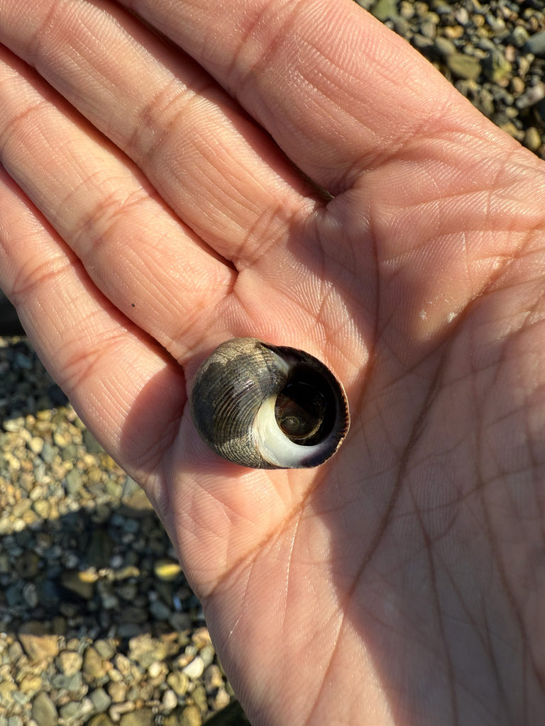 Common Periwinkle from Shore Road, Dunoon, Scotland, GB on April 10 ...