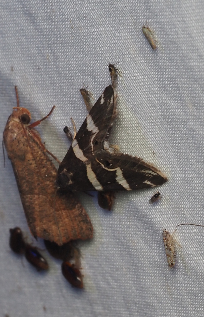 Grammodes from Mount Surprise Rd, Mount Surprise QLD 4871, Australia on ...