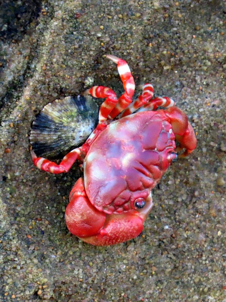 Ringed foot crab from Chizavane, Mozambique on April 8, 2025 at 08:01 ...