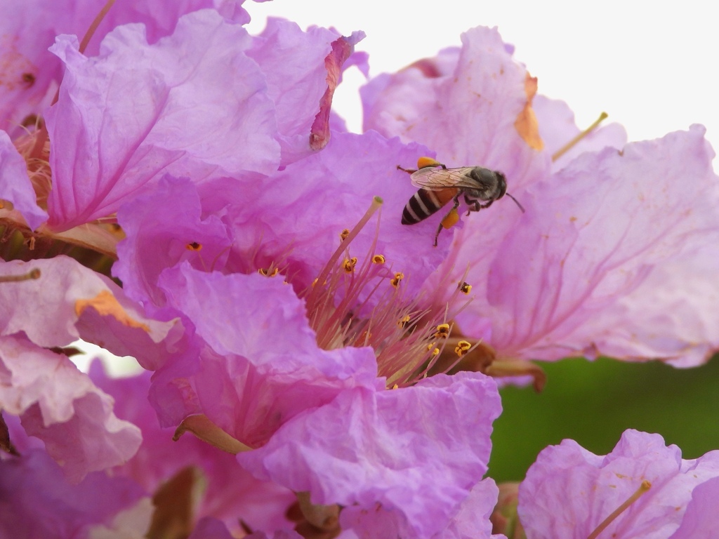 Red Dwarf Honey Bee from 中国广西壮族自治区南宁市兴宁区 on May 29, 2024 at 05:01 PM by ...
