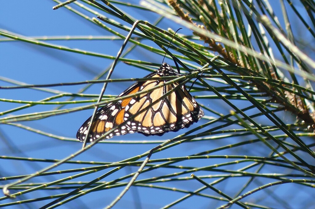 Monarch from Audley NSW, Australia on April 7, 2025 at 01:52 PM by ...