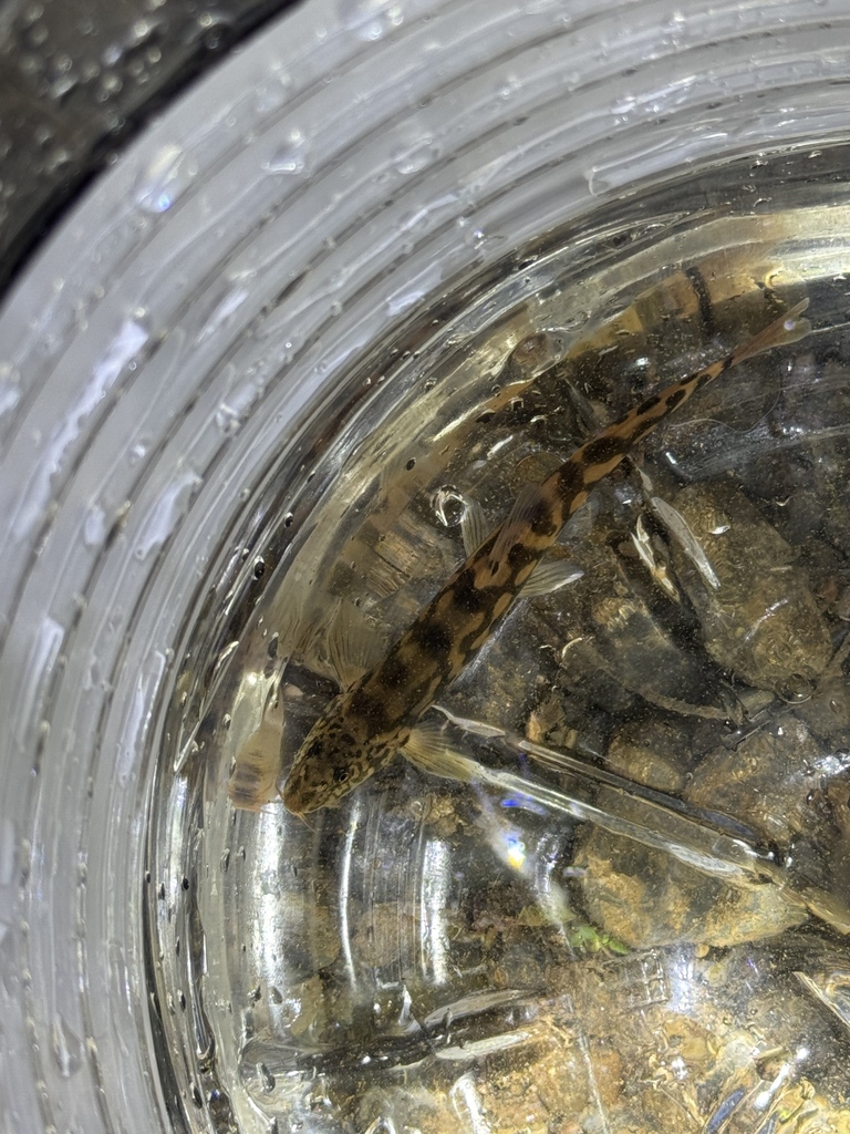 Homatula wenshanensis from 中国云南省文山壮族苗族自治州文山市 on February 13, 2025 at 07 ...