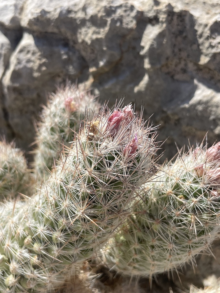 Whitecolumn Foxtail Cactus in April 2025 by holylander · iNaturalist
