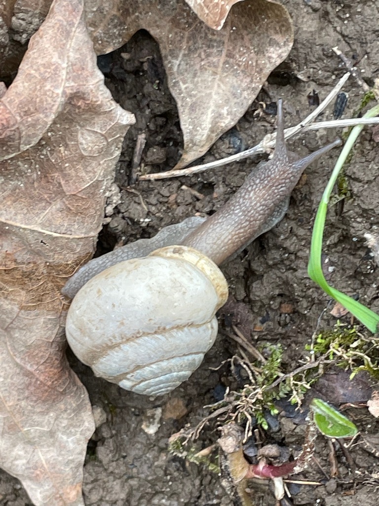 Proud Globe Snail in April 2025 by Tom Scavo. Mammoth Cave National ...