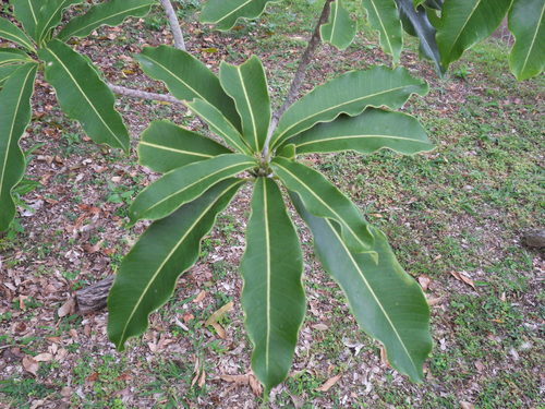 Sideroxylon majus · iNaturalist Mexico