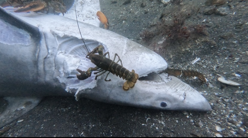 Great White Shark from Terence Bay, NS, Canada on November 05, 2023 at ...