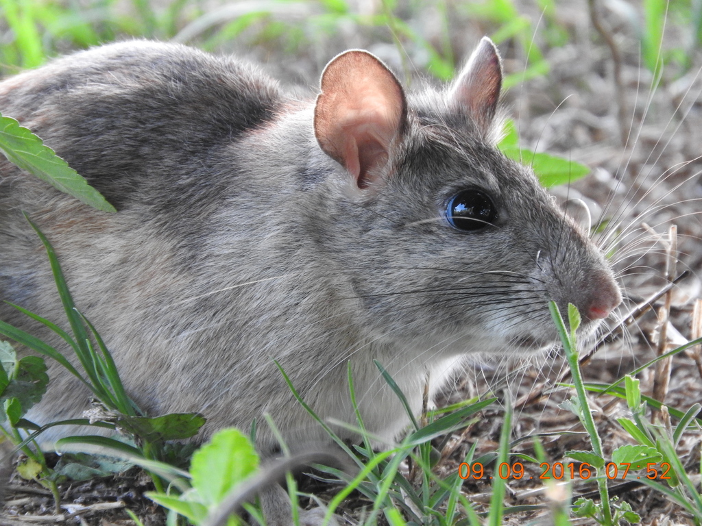 White-throated Woodrat (Neotoma albigula) - Know Your Mammals