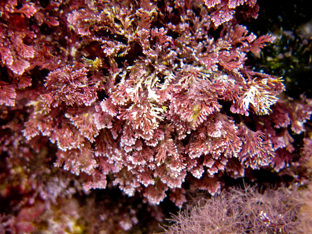 Dark Red Coralline Algae