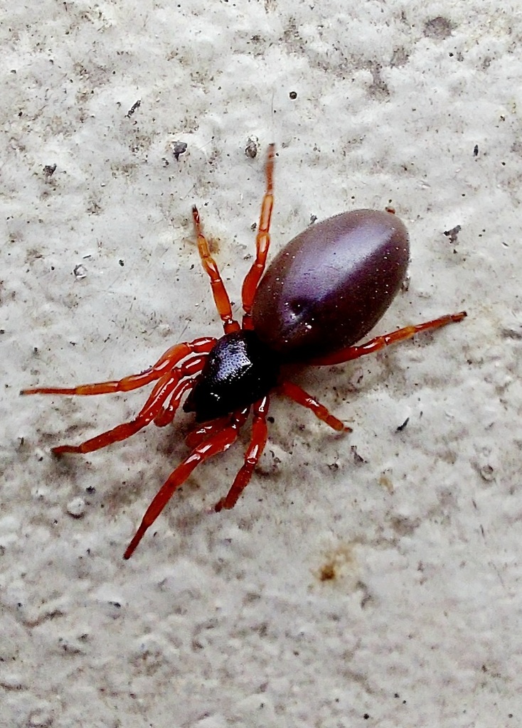 Woodlouse Spider in April 2025 by Spyr · iNaturalist