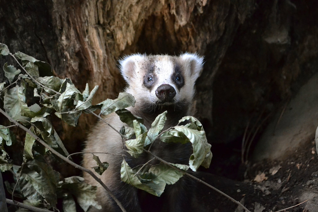 Japanese Badger (Meles anakuma) - Know Your Mammals