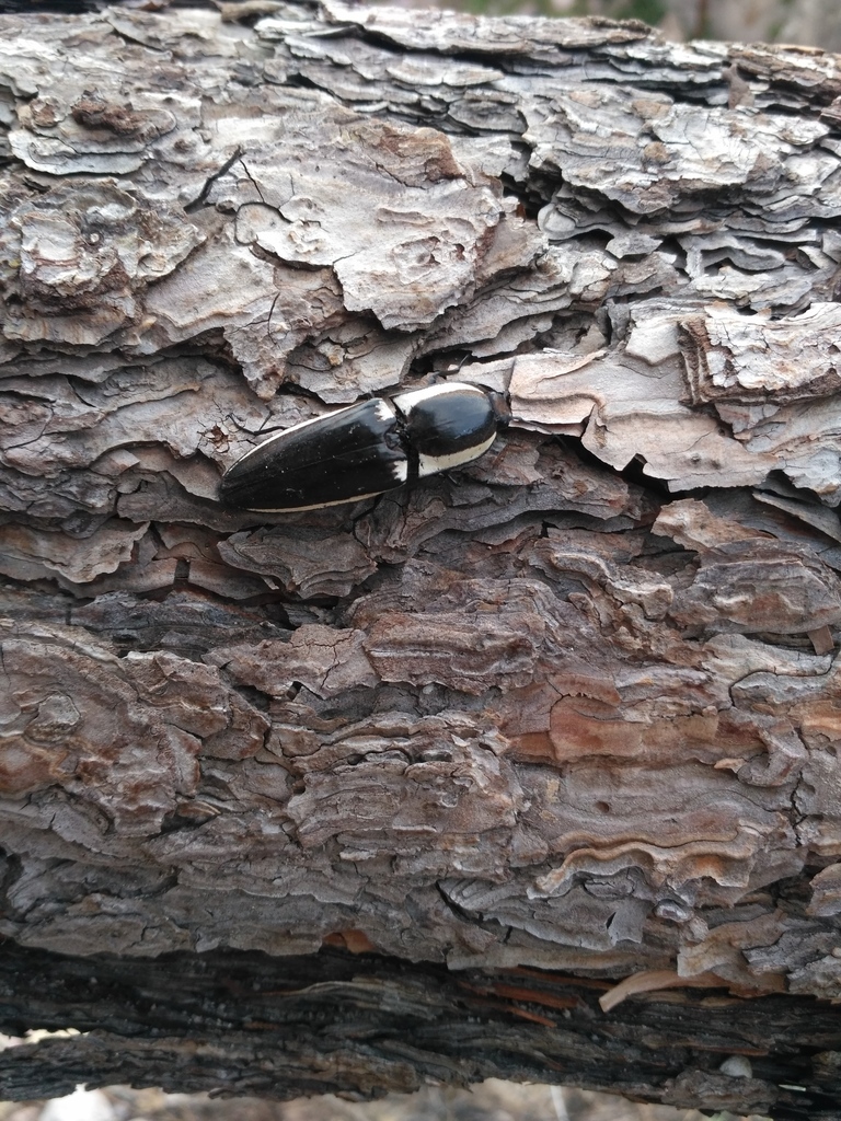 apache click beetle from Durango, Dgo., México on August 18, 2019 at 06 ...