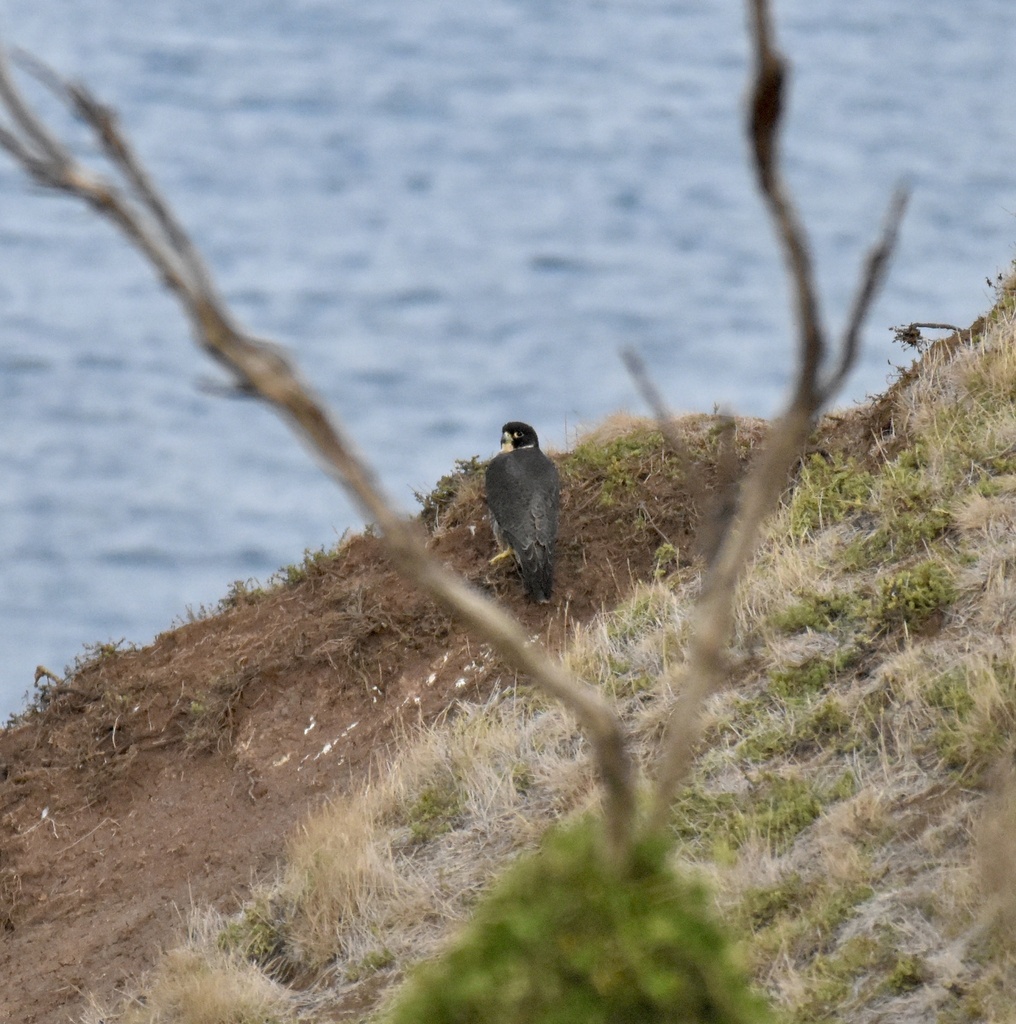 Peregrine Falcon from Phillip Island, Summerlands, VIC, AU on April 16 ...
