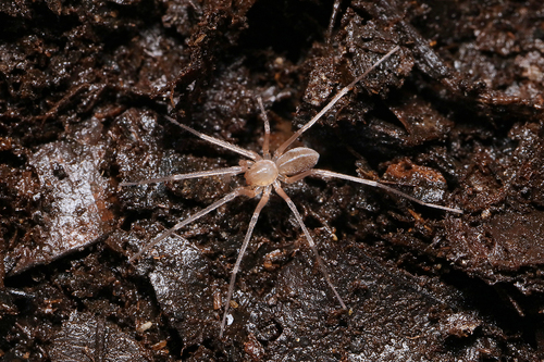 Otacilia khezu · iNaturalist