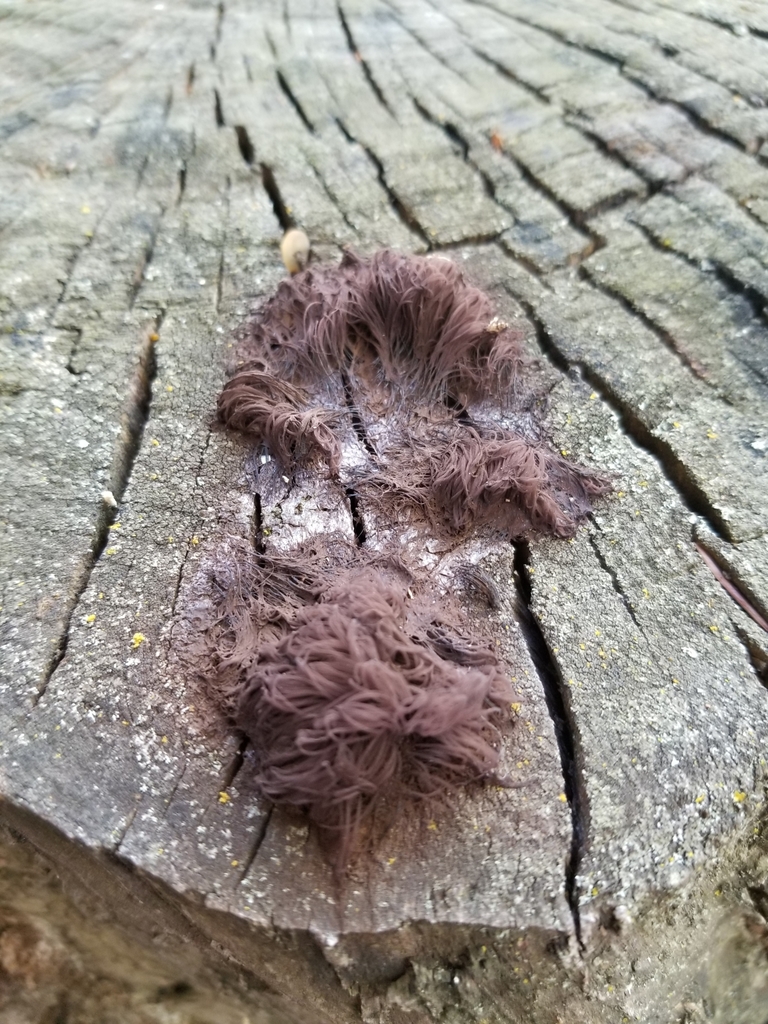 Chocolate Tube Slimes from Lorette, MB R0A 0Y0, Canada on August 19 ...