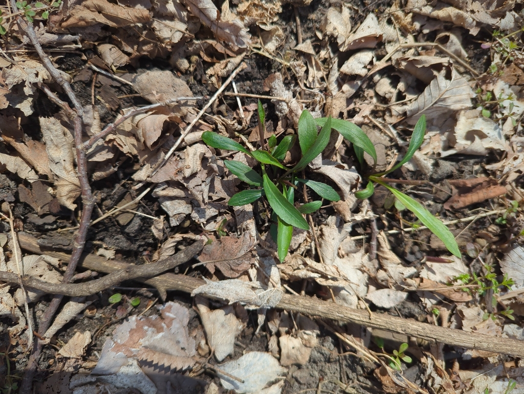goldenrods from Clinton Falls Township, MN, USA on April 16, 2025 at 12 ...