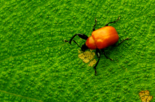 Henicolabus spinipes · iNaturalist