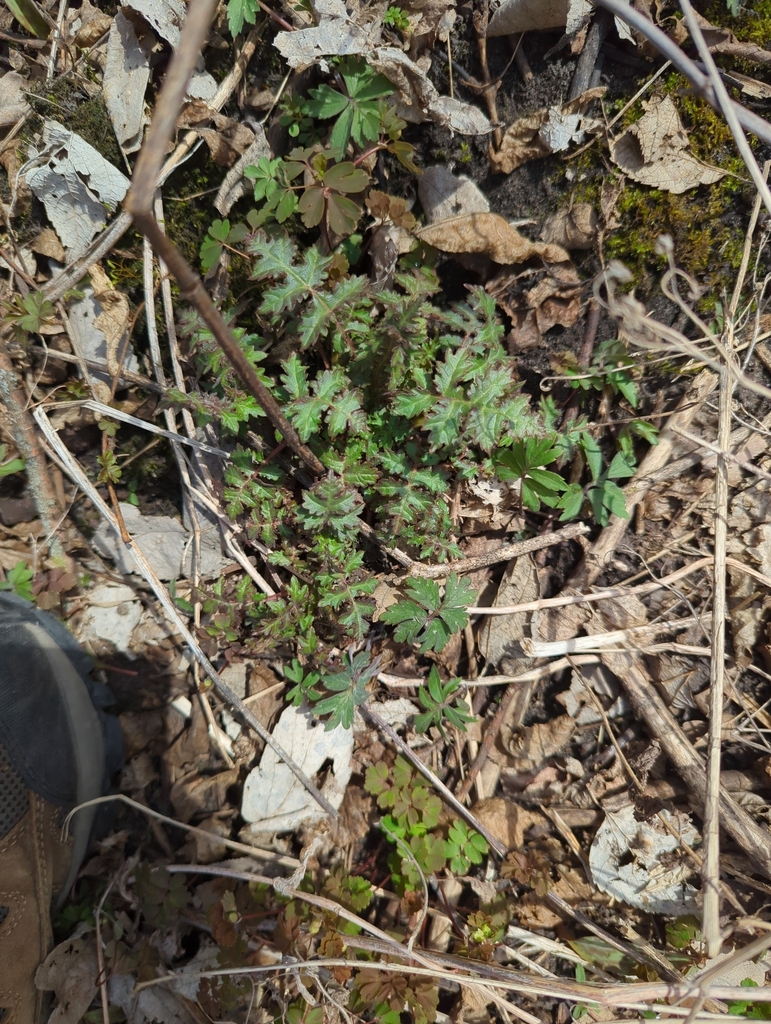 leafcup from Clinton Falls Township, MN, USA on April 16, 2025 at 12:10 ...