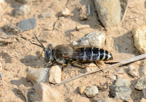 Bembix zonata · iNaturalist