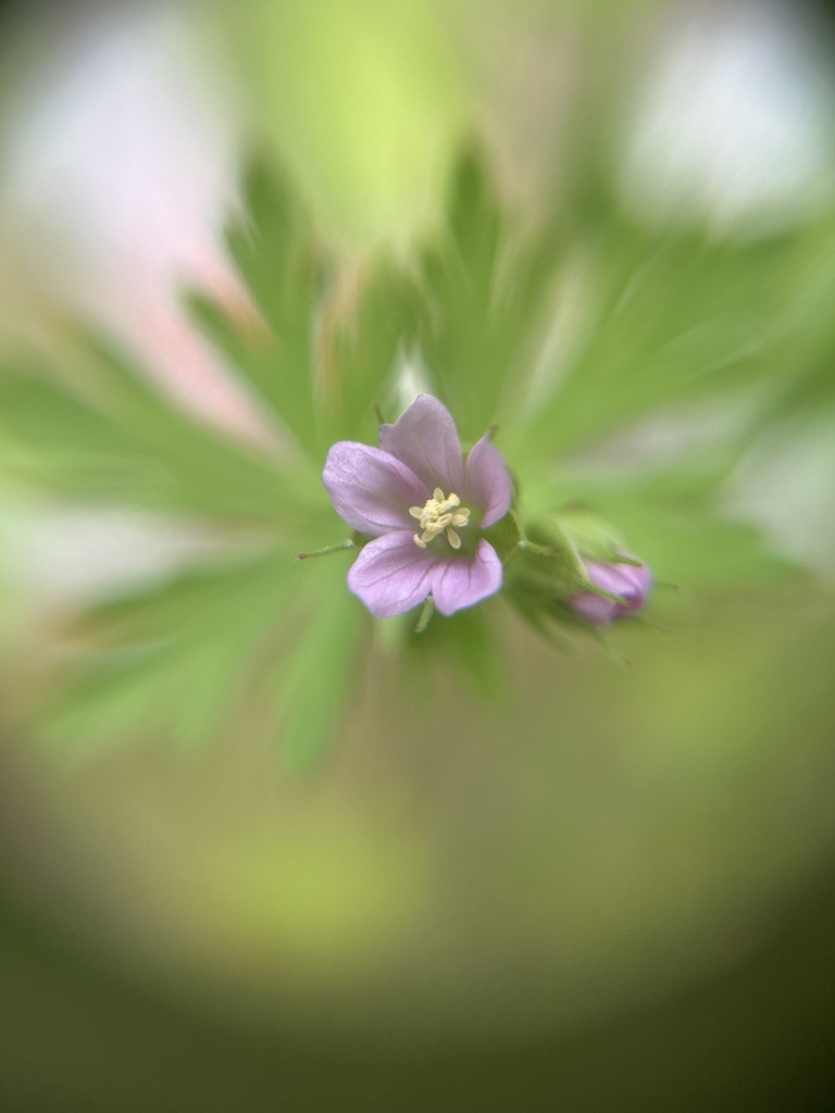 Carolina crane's-bill from Phillips St, Laguna Beach, CA, US on April ...