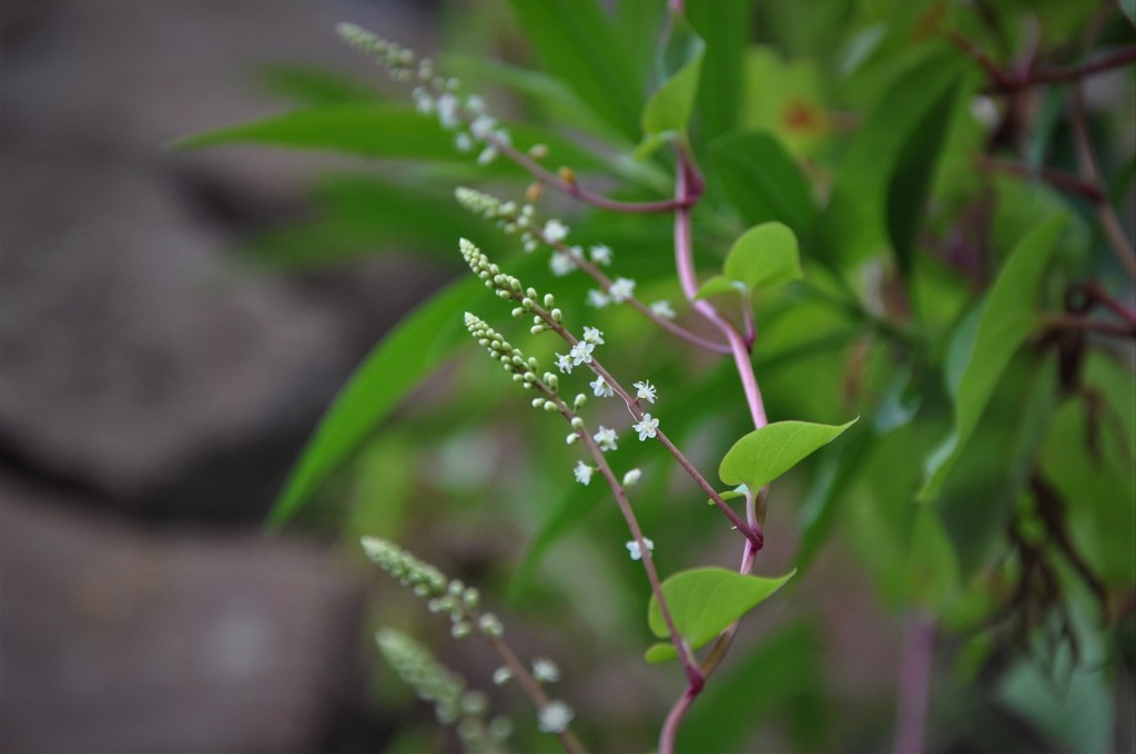 Basella Family (Basellaceae) - Botanical Realm