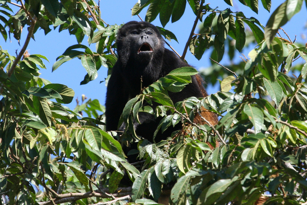 Saraguato de manto (Árboles en Sureste Mexicano) · iNaturalist