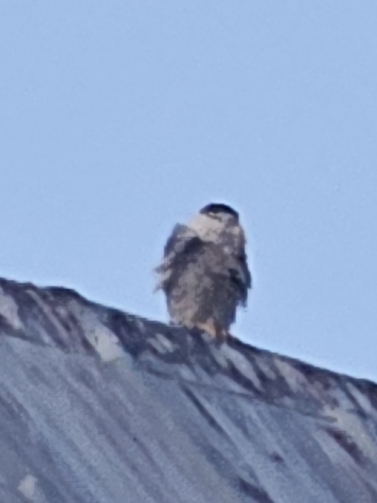 Peregrine Falcon from The Cathedral and Abbey Church of St Alban, St ...