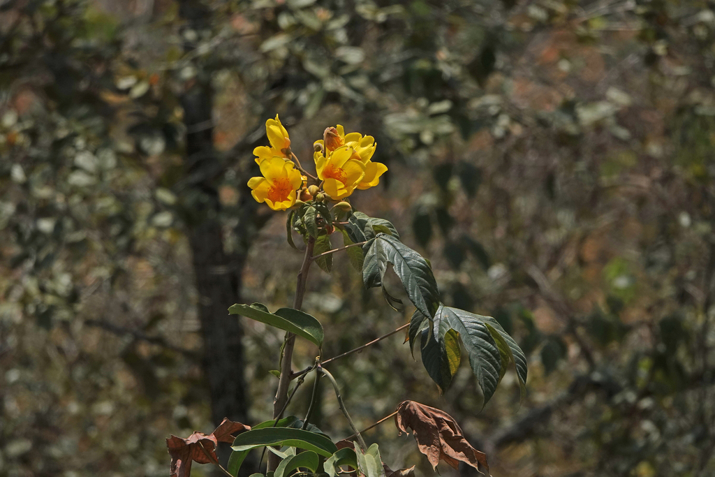 Buttercup Tree from Cayo District, Belize on April 6, 2025 at 12:23 AM ...