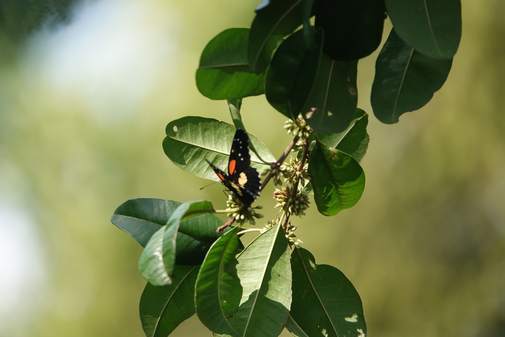 Gaudy Checkerspot from San Ignacio, Belize on April 06, 2025 at 09:06 ...