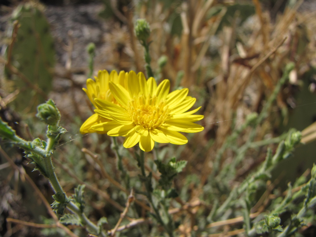Spiny Goldenweed from Reserva de la Biosfera Mapimí, Autopista Gomez ...