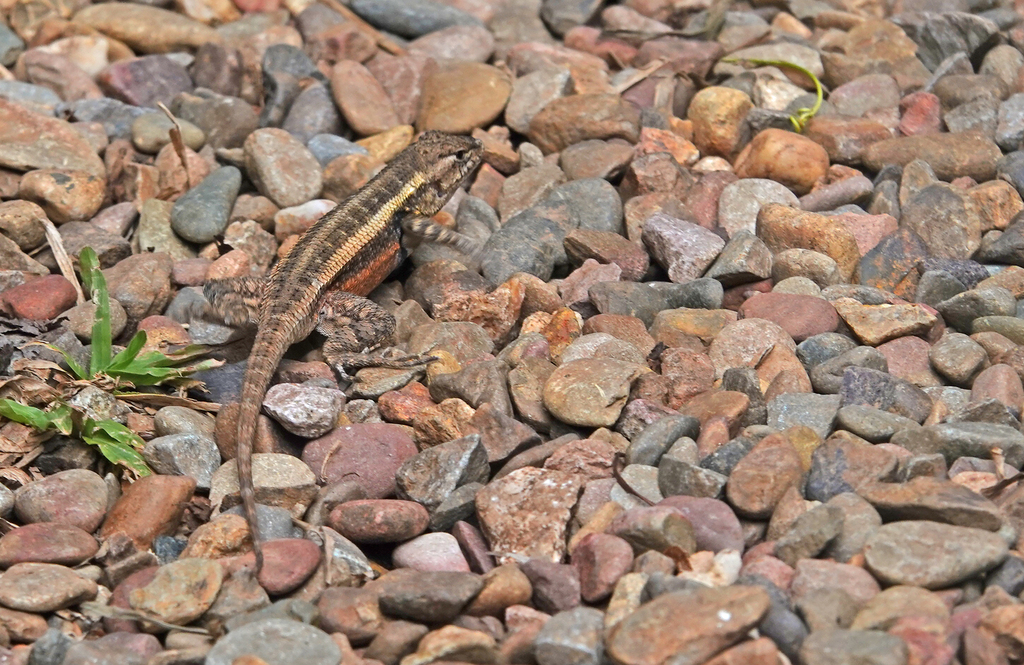 Rose-bellied Lizard from Cayo District, Belize on April 7, 2025 at 02: ...