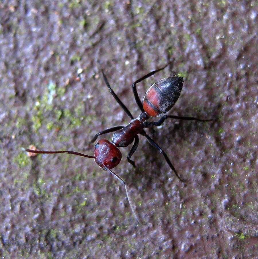Camponotus Saundersi