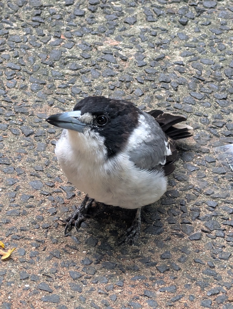 Grey Butcherbird from Brisbane QLD, Australia on April 16, 2025 at 09: ...