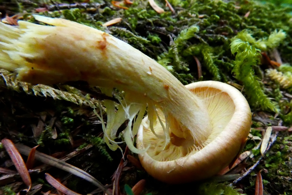 Cortinarius citrinifolius in August 2019 by natvik. Smallish yellow ...