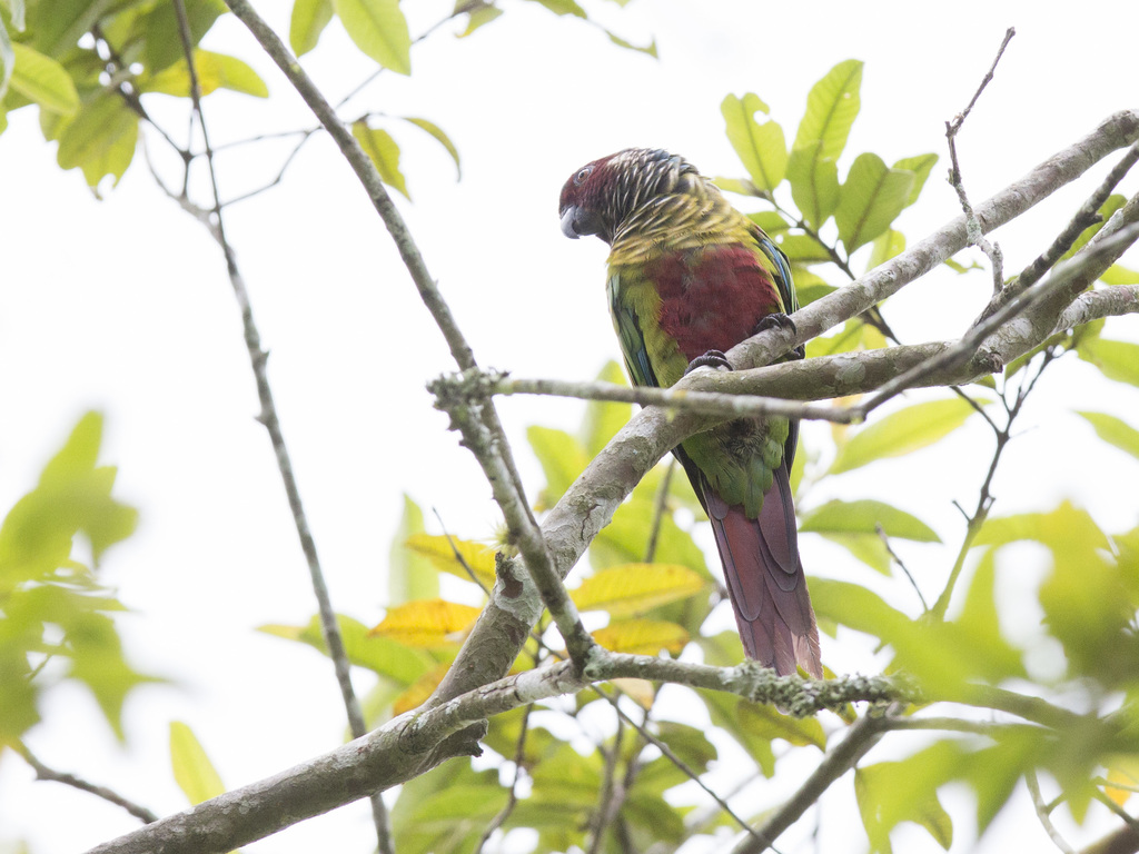 Venezuelan Parakeet (Pyrrhura picta emma) - Avian Discovery