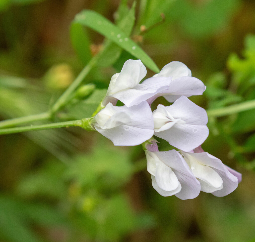 American vetch from Mount Diablo State Park, Contra Costa County, CA ...