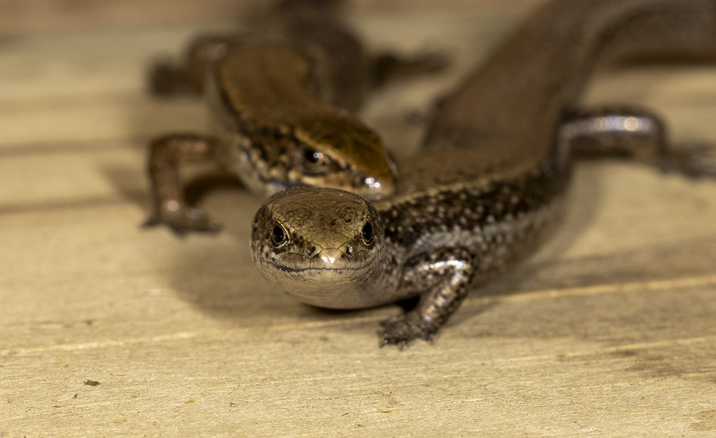 Metallic Coolskink from Toora VIC 3962, Australia on April 13, 2025 at ...