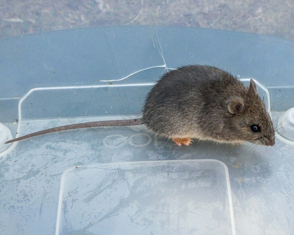Australian Bush Rat from Lyonville VIC 3461, Australia on April 17 ...