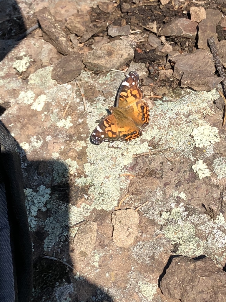 American Lady from United States on August 19, 2019 at 09:42 AM by Mark ...