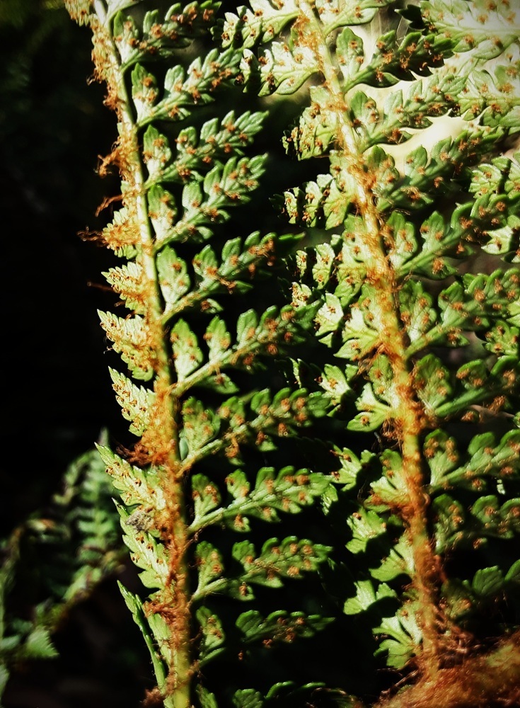 mother shield-fern from Sunny Corner State Forest, NSW 2795, Australia ...
