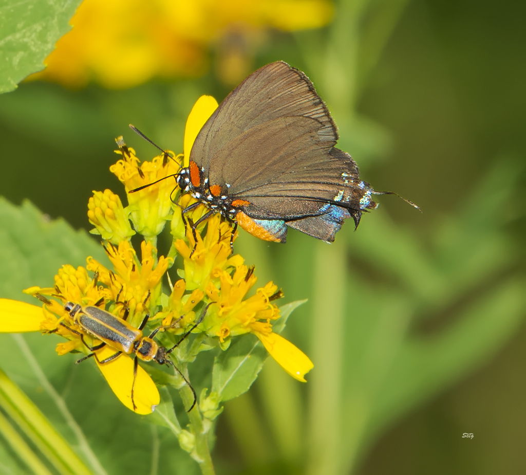 Great Purple Hairstreak in September 2015 by Seig. Great Purple ...