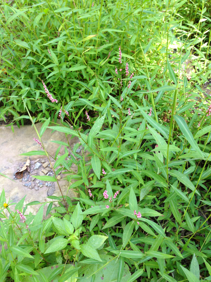 Japanese Stiltgrass (Invasive Plants of Maryland) · iNaturalist
