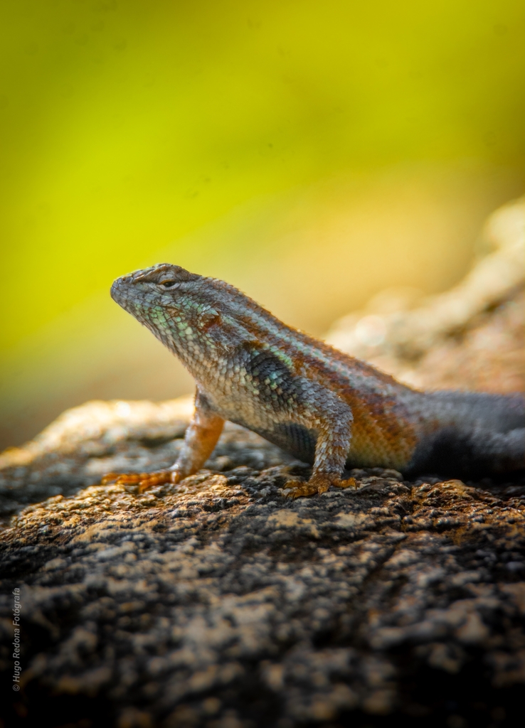 Cape Arboreal Spiny Lizard from 23500 B.C.S., México on April 13, 2025 ...