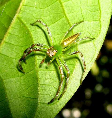 Epeus edwardsi · iNaturalist