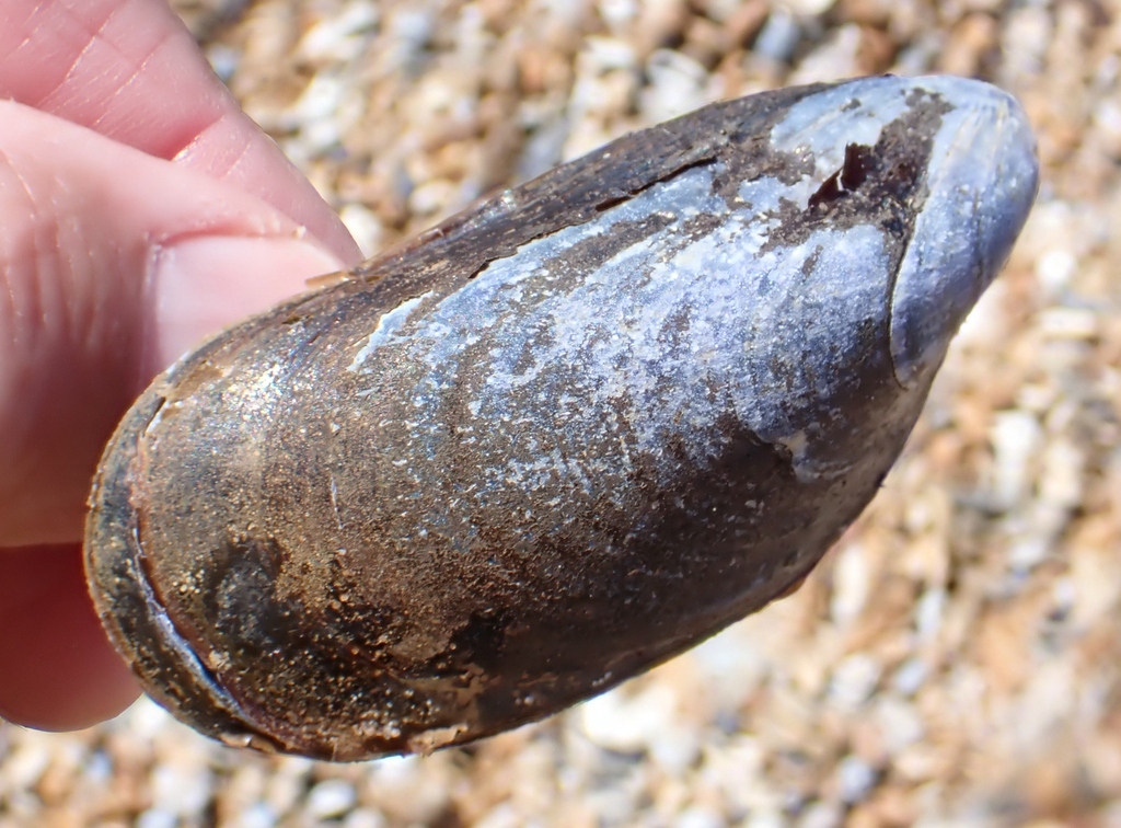 Blue Mussel from East Sussex, UK on April 15, 2025 at 12:22 PM by Jon J ...