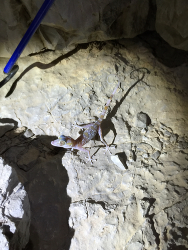 Middle East Leaf-toed Geckos (Genus Asaccus) · iNaturalist