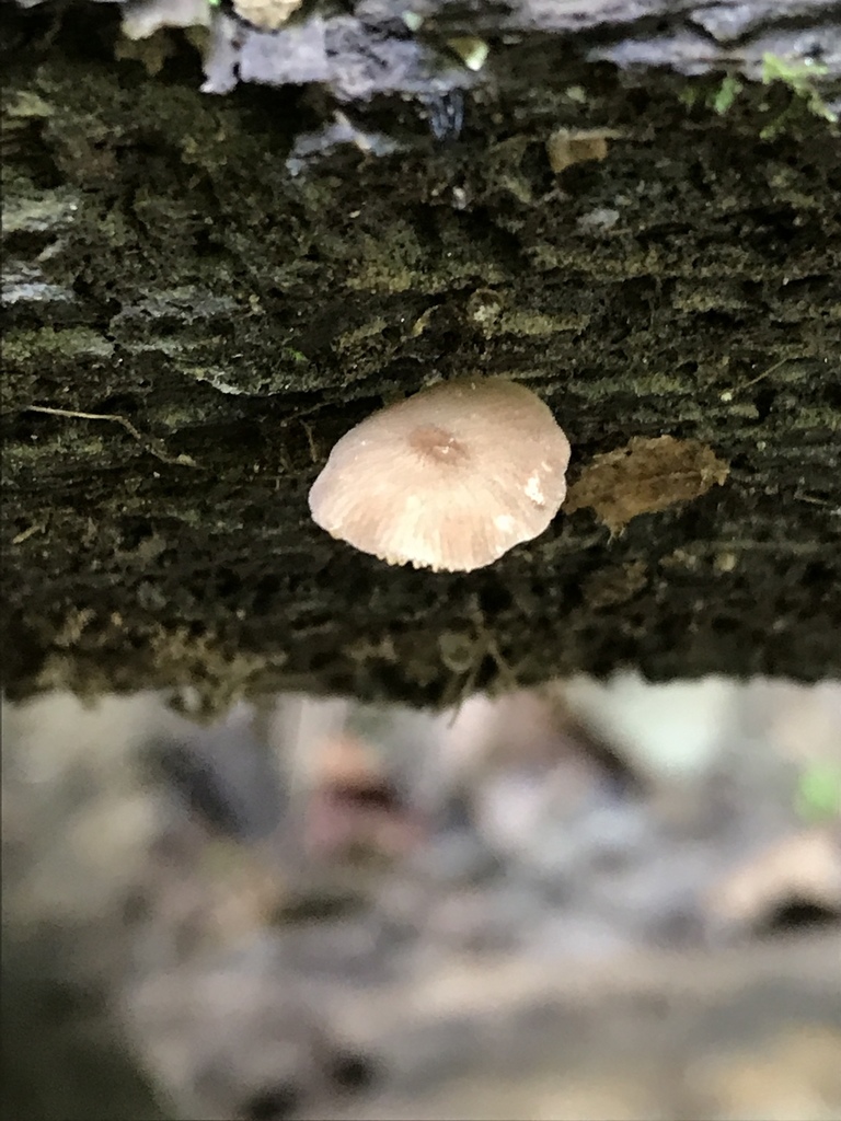 Pluteus seticeps from Brown County, US-IN, US on August 18, 2019 at 01: ...