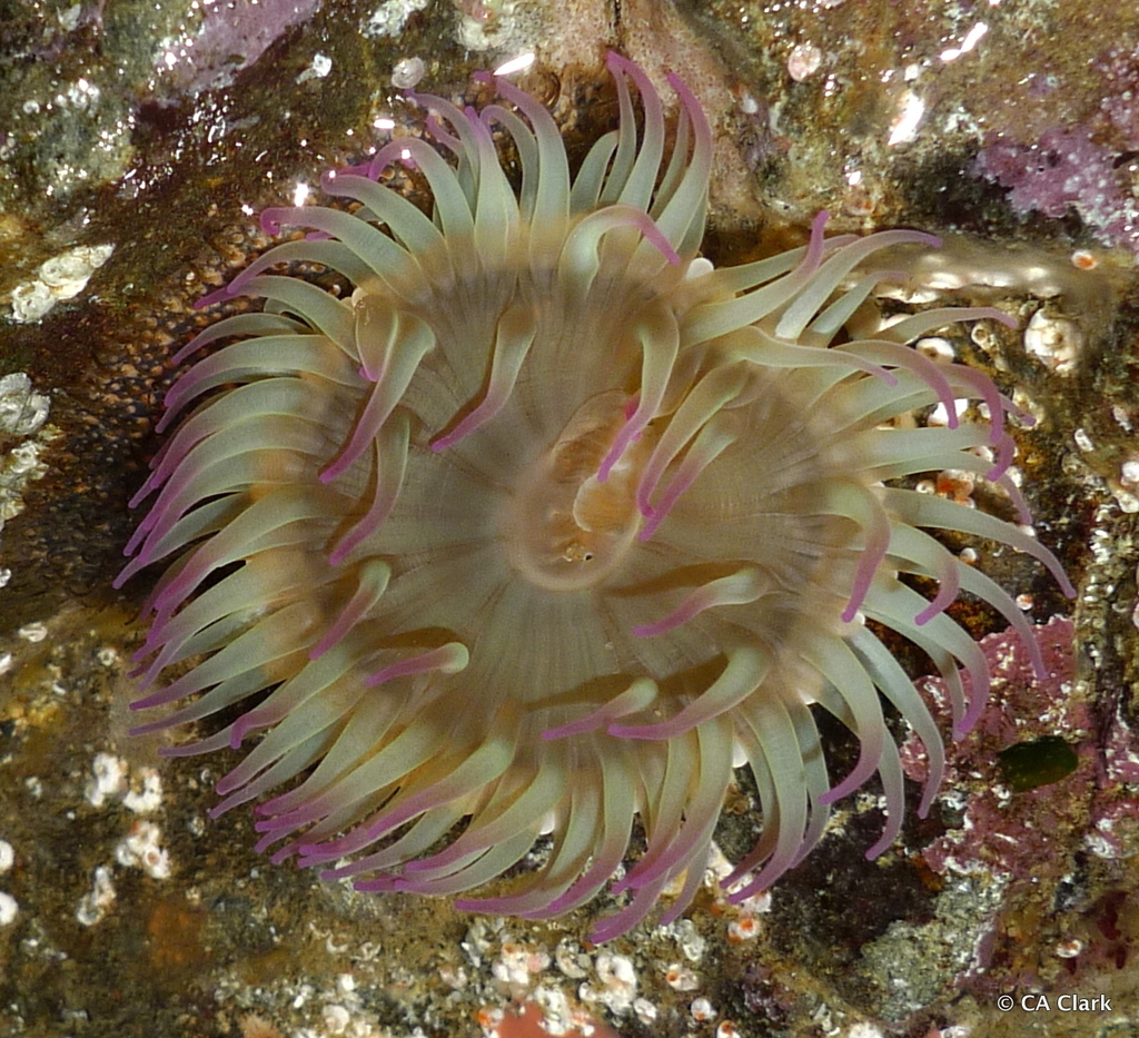 Aggregating Anemone from Glass Beach, Fort Bragg, California, USA on ...