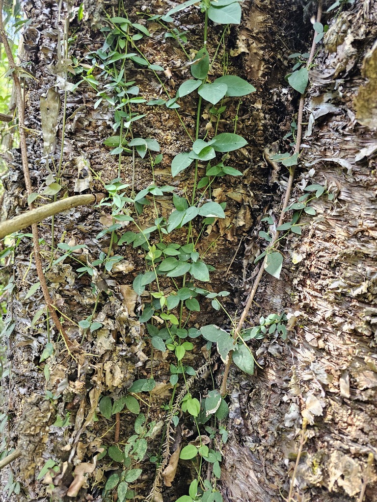 Catclaw vine in April 2025 by AVanek_ECP · iNaturalist